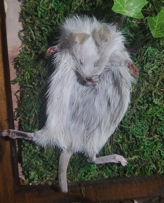 Oddities – Immortal Trinkets